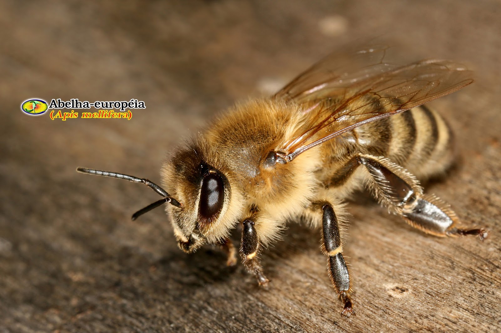 Zoologia: Abelha-européia (Apis mellifera)